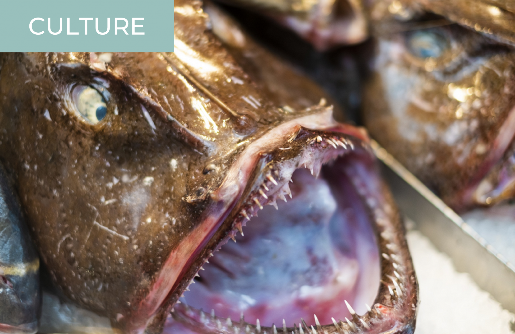 Yes, You Can Eat Anglerfish: Here Is How the Japanese Do It. - Kokoro Media