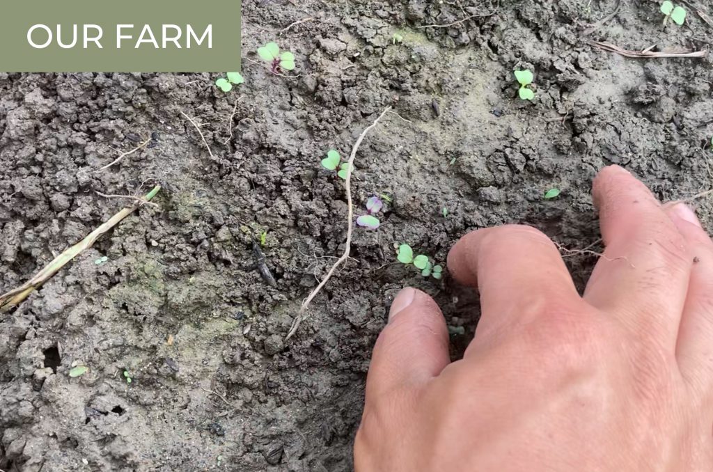 Selecting the Most Vigorous Plants - Kokoro Media