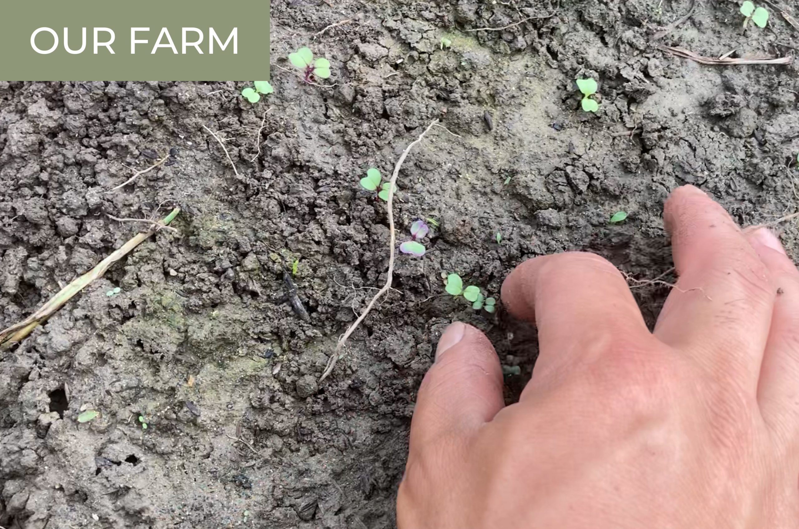 Selecting the Most Vigorous Plants - Kokoro Media