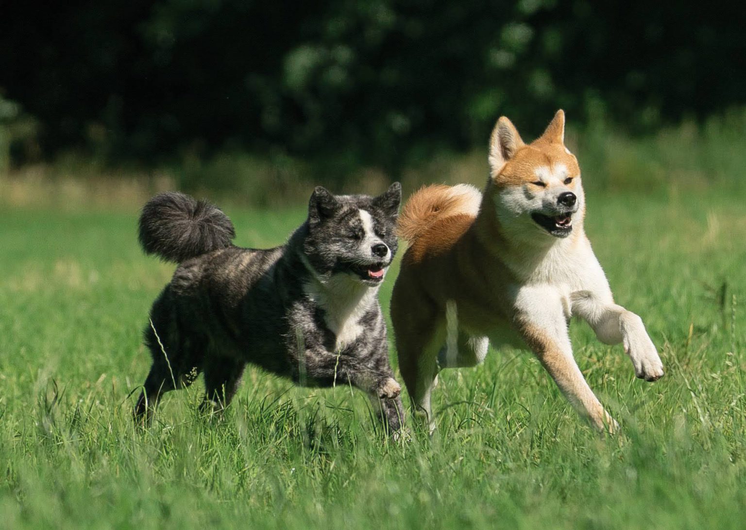 6 Japanese Dog Breeds That Are Natural Monuments of Japan - Kokoro Media