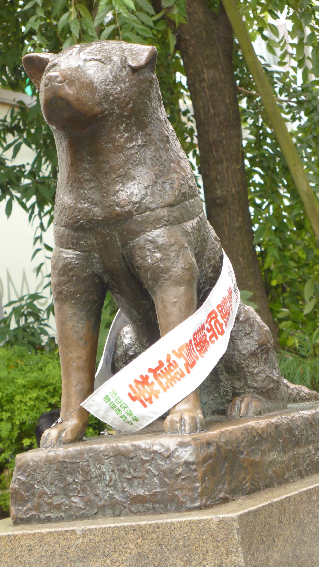 6 Japanese Dog Breeds That Are Natural Monuments of Japan - Kokoro Media