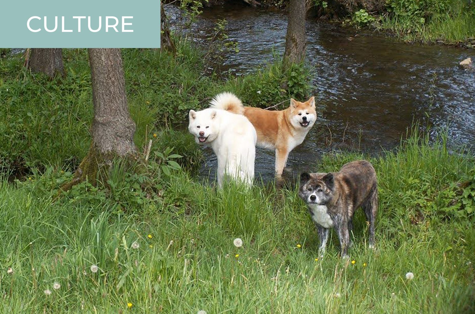 6 Japanese Dog Breeds That Are Natural Monuments of Japan - Kokoro Media